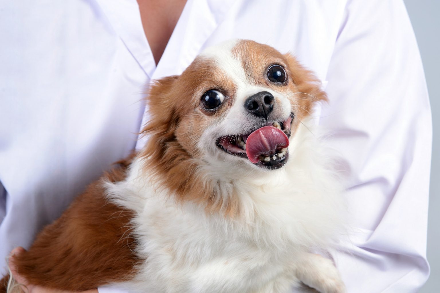 Fear Free Veterinary Services | All Creatures Veterinary Services, PC